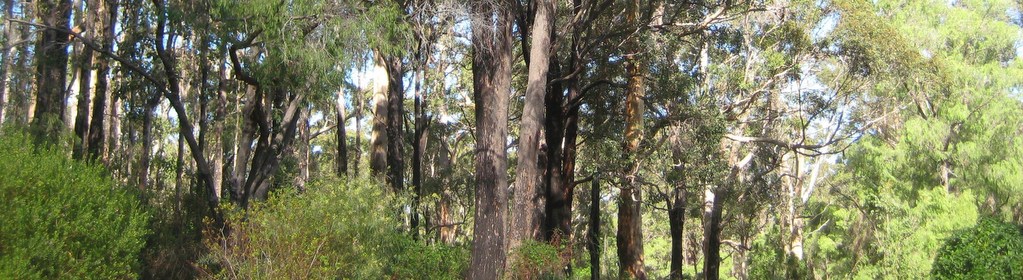 Edge of the Forest – Motel Margaret River | Edge of the Forest – Motel ...